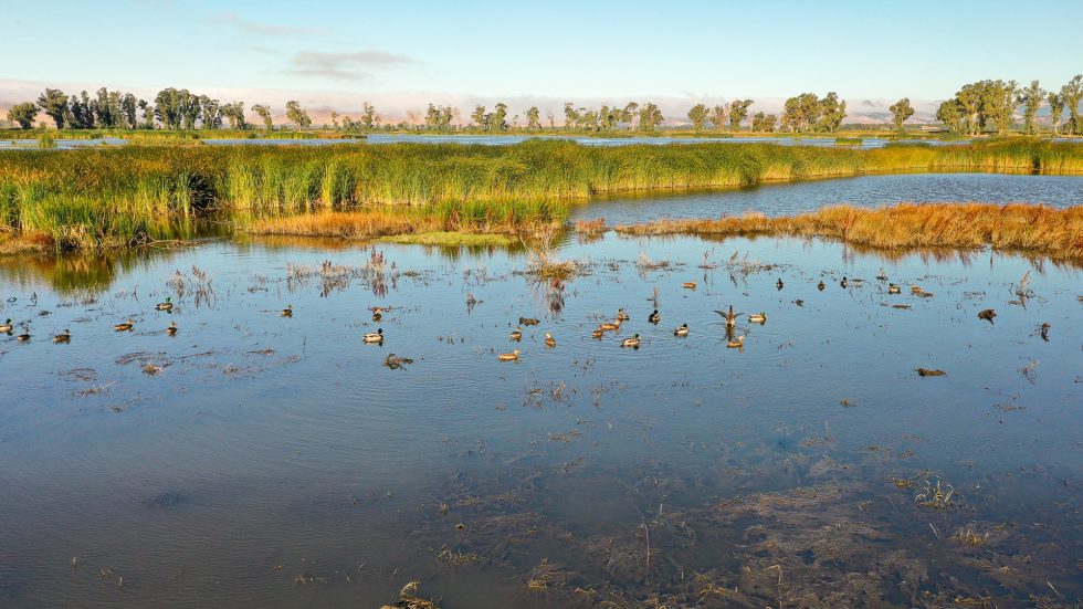 Volanti Duck Club | Suisun Marsh, CA | Land X Real Estate